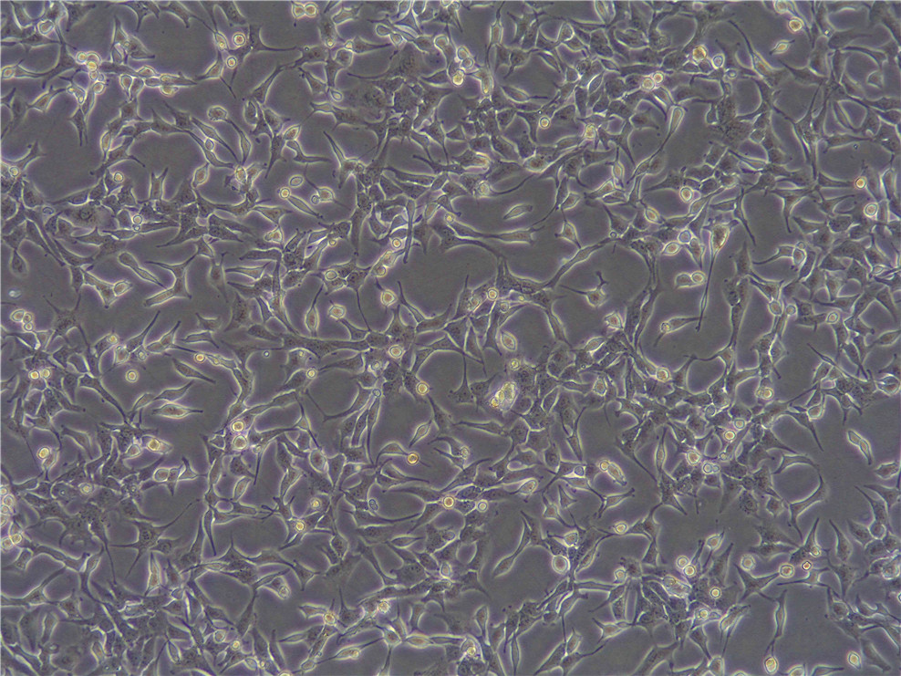 博士德生物 BOSTER Biological Technology co.ltd | 1993-2025