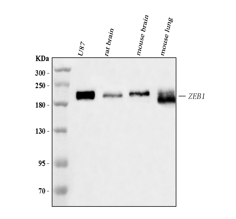 博士德生物 BOSTER Biological Technology co.ltd | 1993-2024
