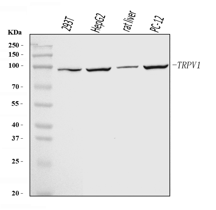 博士德生物 BOSTER Biological Technology co.ltd | 1993-2025
