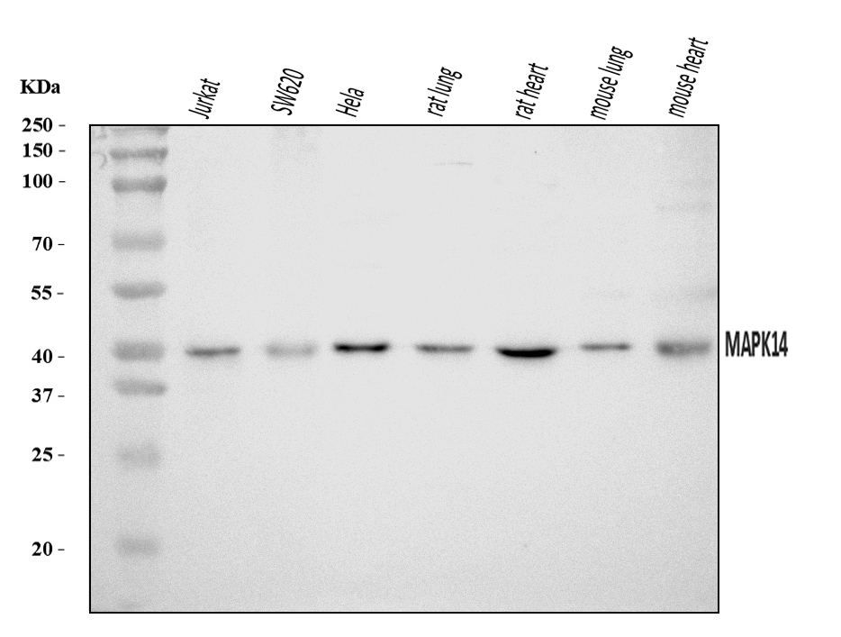 博士德生物 BOSTER Biological Technology co.ltd | 1993-2025