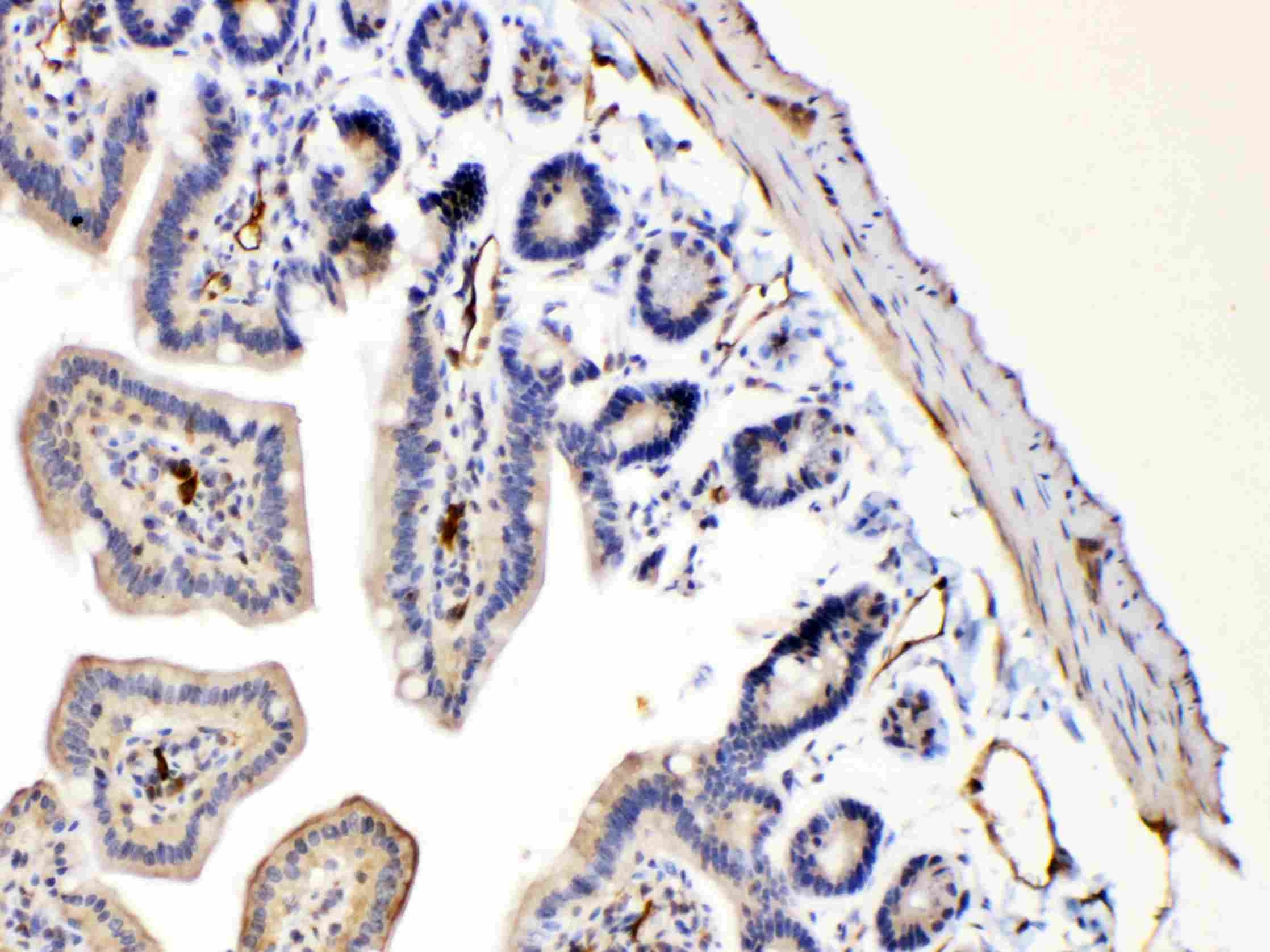 博士德生物 BOSTER Biological Technology co.ltd | 1993-2025