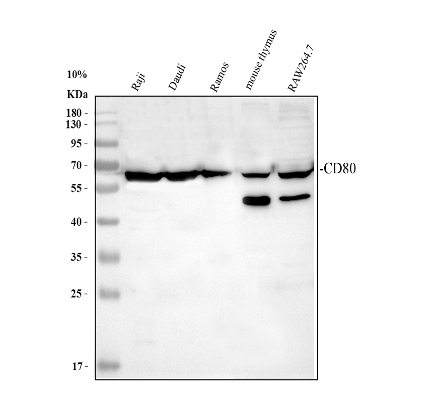 博士德生物 BOSTER Biological Technology co.ltd | 1993-2025
