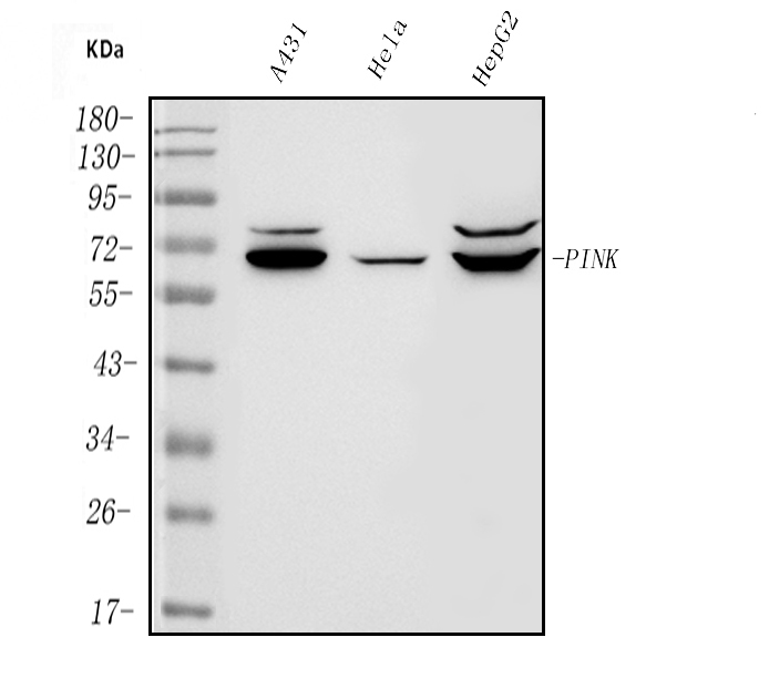 博士德生物 BOSTER Biological Technology co.ltd | 1993-2025