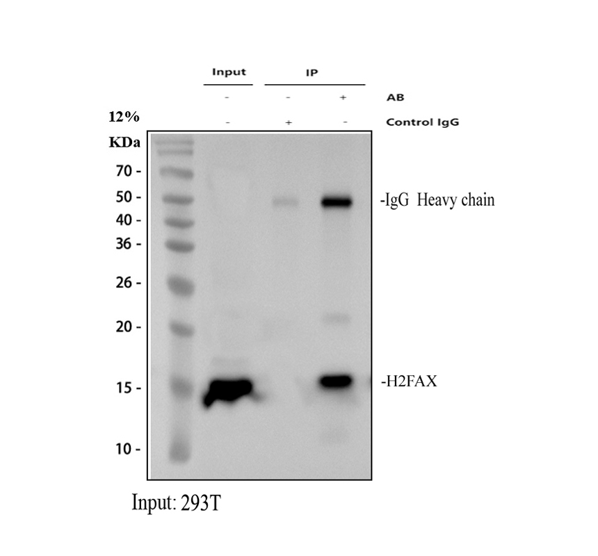 博士德生物 BOSTER Biological Technology co.ltd | 1993-2025