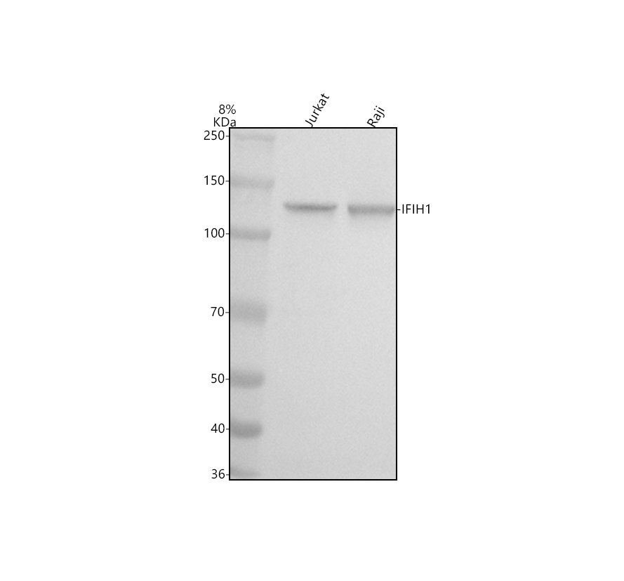 博士德生物 BOSTER Biological Technology co.ltd | 1993-2025