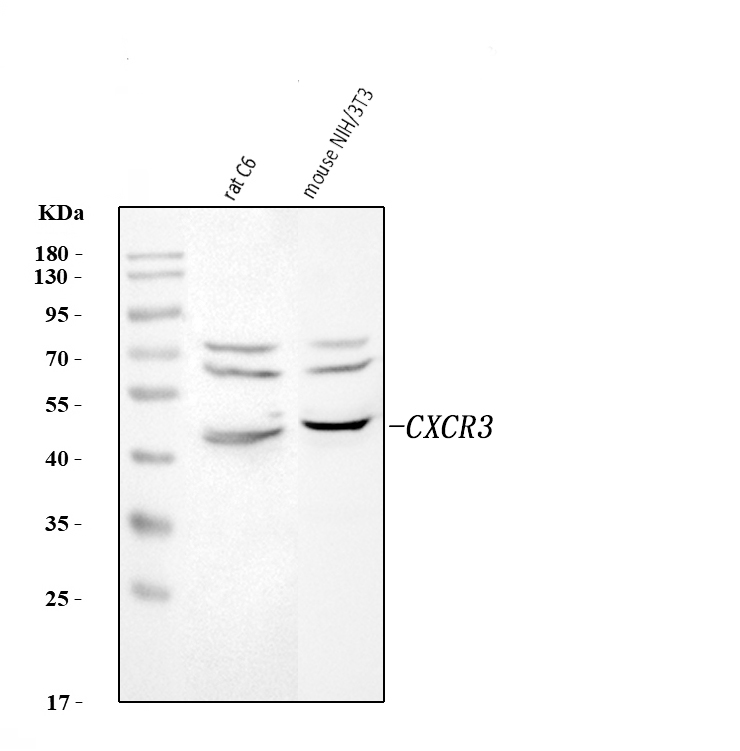博士德生物 BOSTER Biological Technology co.ltd | 1993-2025