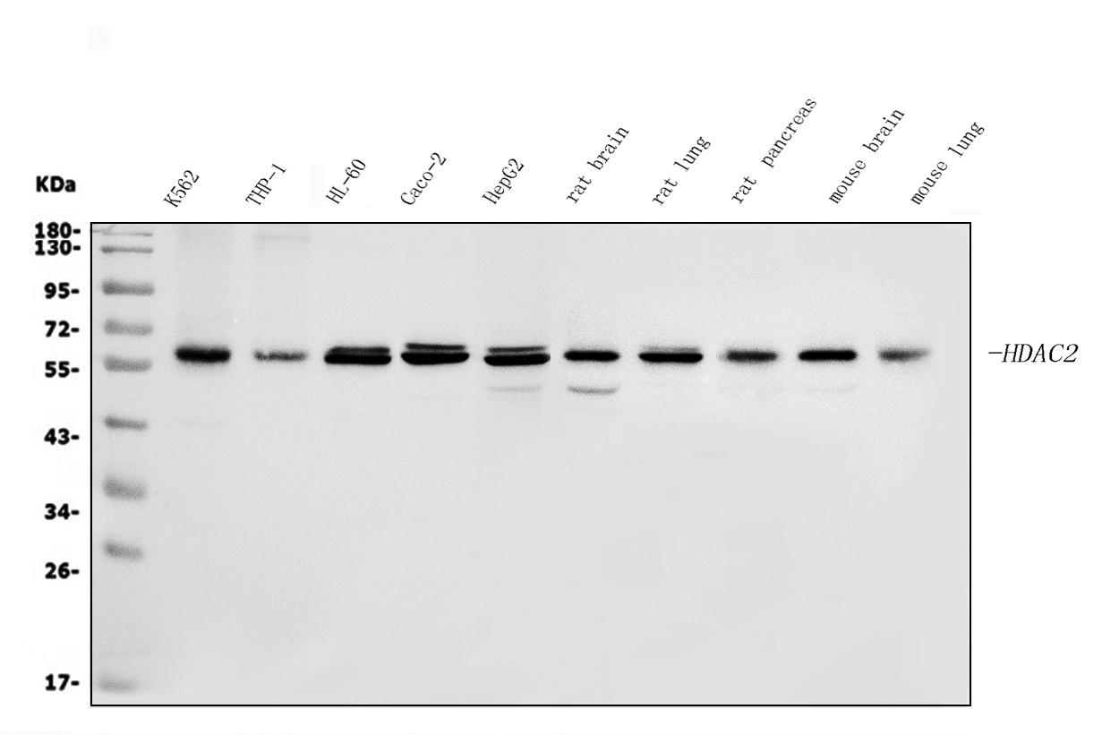博士德生物 BOSTER Biological Technology co.ltd | 1993-2025