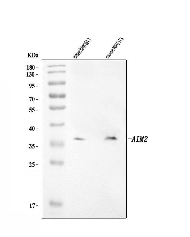 博士德生物 BOSTER Biological Technology co.ltd | 1993-2025