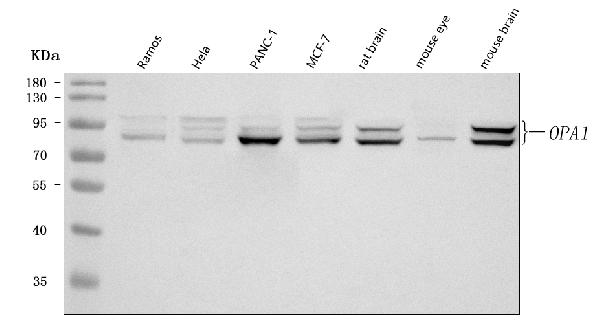 博士德生物 BOSTER Biological Technology co.ltd | 1993-2025