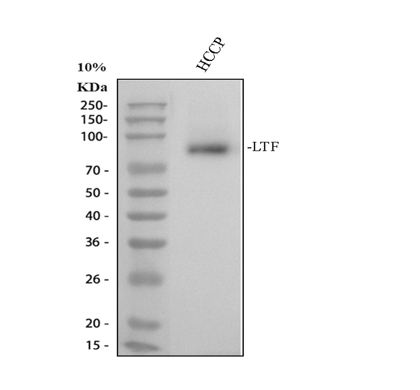 博士德生物 BOSTER Biological Technology co.ltd | 1993-2025