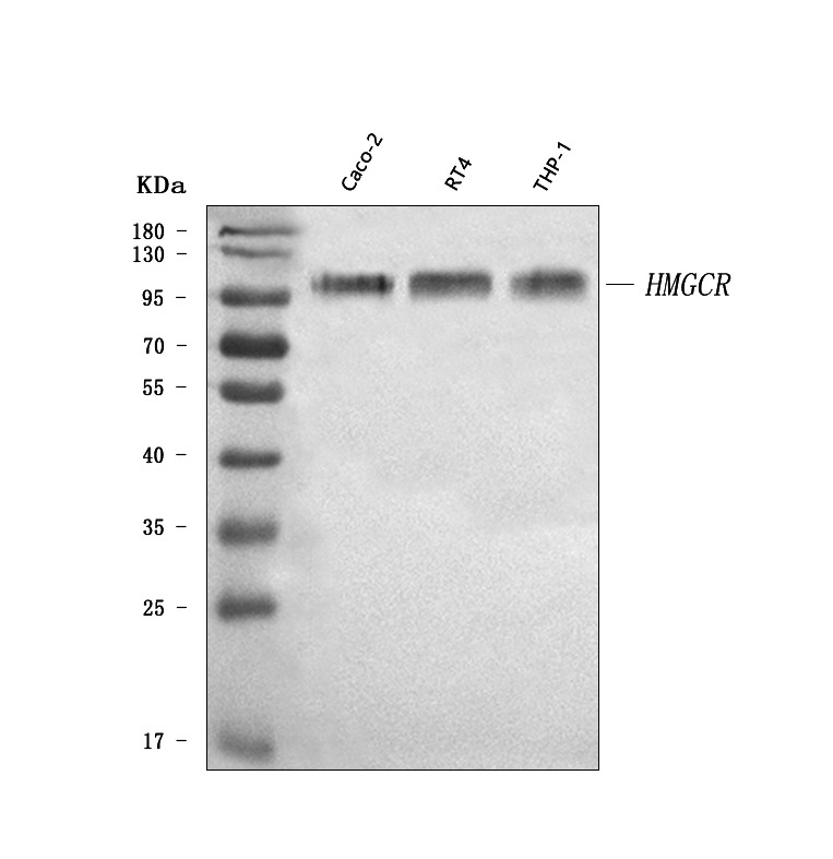 博士德生物 BOSTER Biological Technology co.ltd | 1993-2025