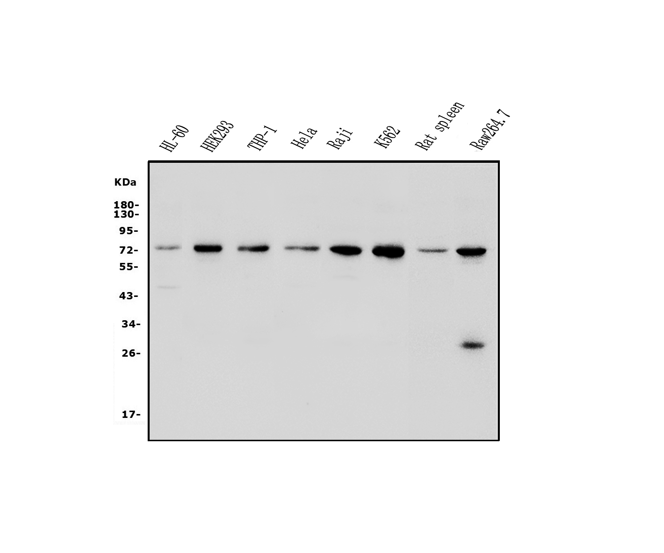 博士德生物 BOSTER Biological Technology co.ltd | 1993-2025