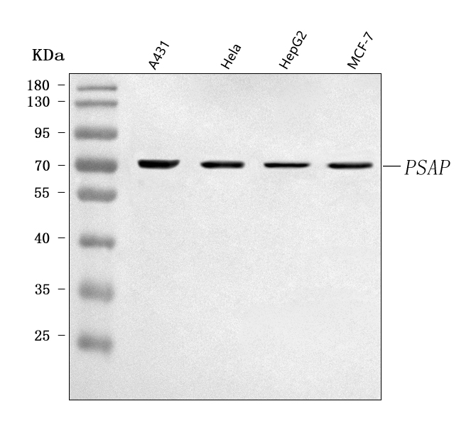博士德生物 BOSTER Biological Technology co.ltd | 1993-2025