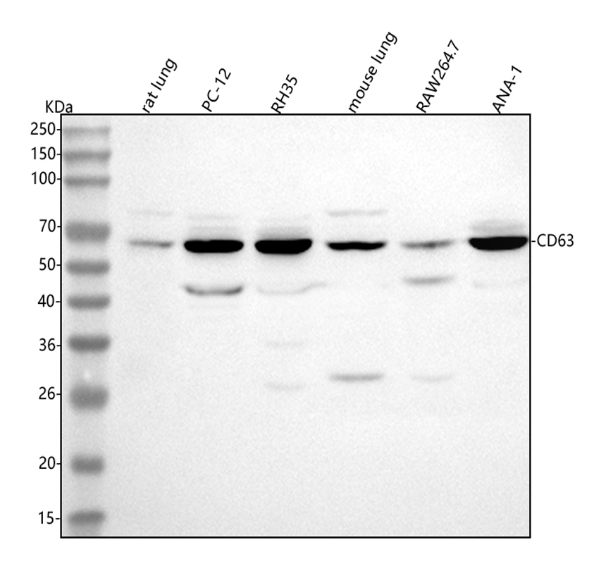博士德生物 BOSTER Biological Technology co.ltd | 1993-2025