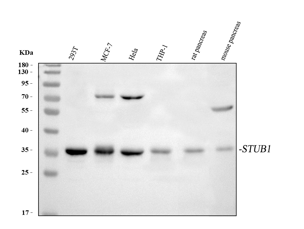 博士德生物 BOSTER Biological Technology co.ltd | 1993-2025