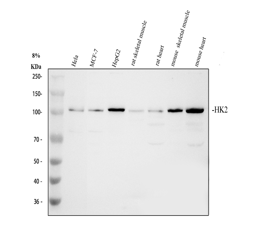 博士德生物 BOSTER Biological Technology co.ltd | 1993-2025