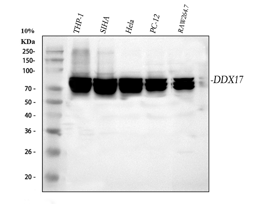 博士德生物 BOSTER Biological Technology co.ltd | 1993-2025