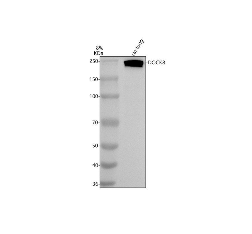 博士德生物 BOSTER Biological Technology co.ltd | 1993-2025