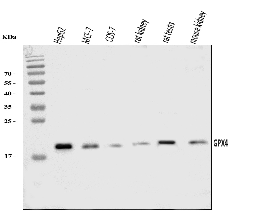 博士德生物 BOSTER Biological Technology co.ltd | 1993-2025