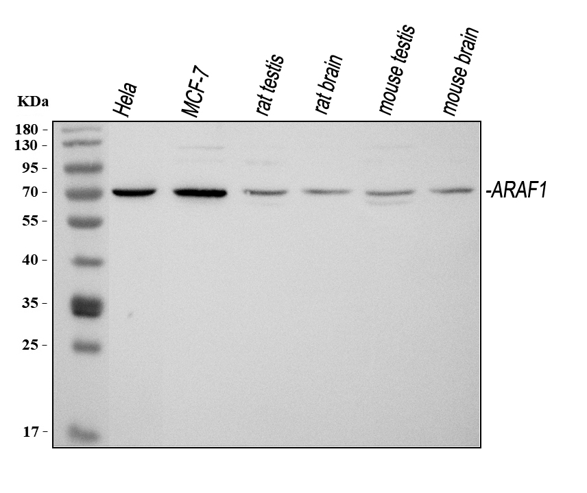 博士德生物 BOSTER Biological Technology co.ltd | 1993-2025