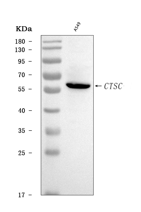 博士德生物 BOSTER Biological Technology co.ltd | 1993-2025