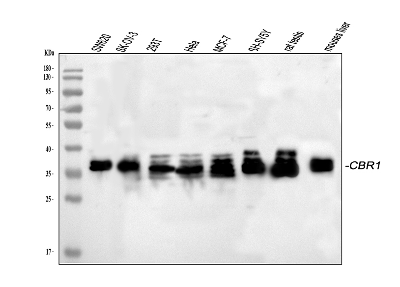 博士德生物 BOSTER Biological Technology co.ltd | 1993-2025