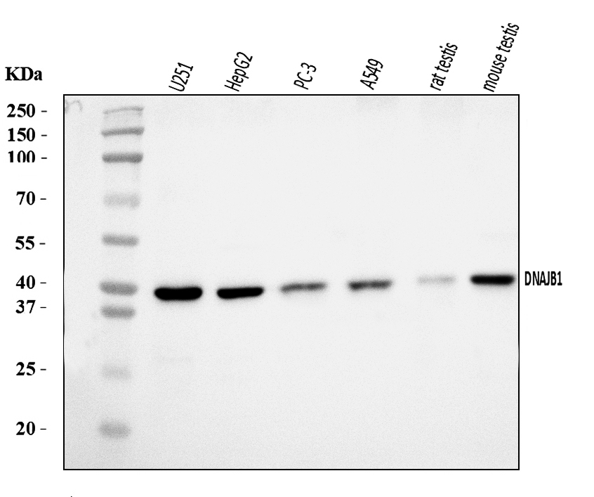 博士德生物 BOSTER Biological Technology co.ltd | 1993-2025