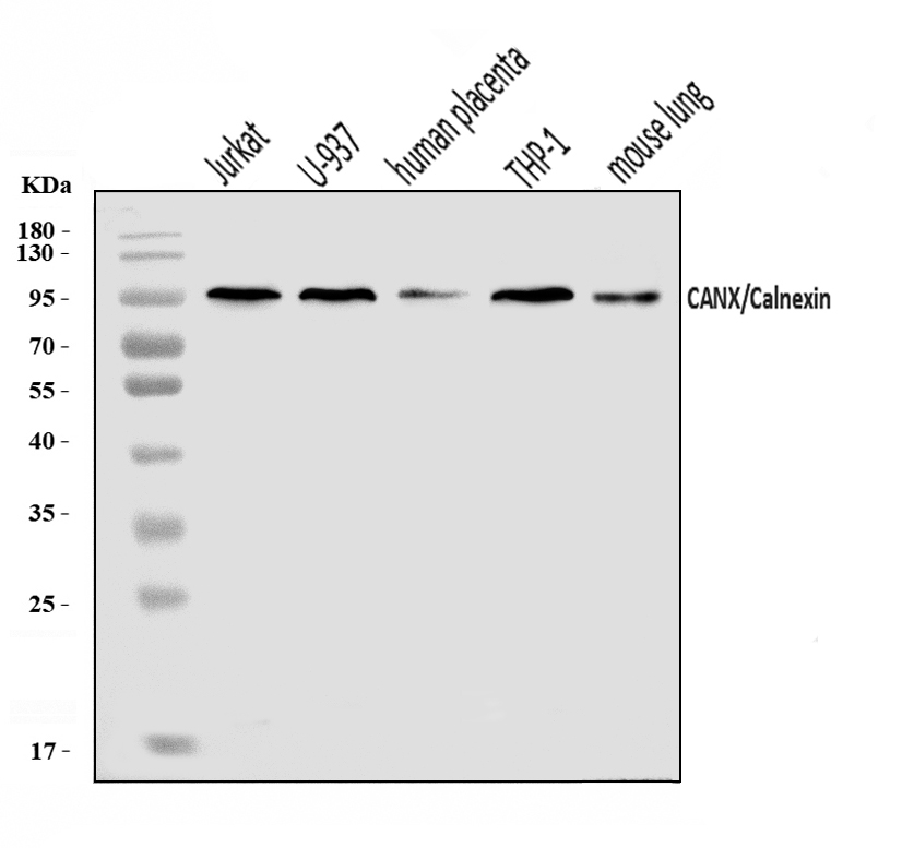 博士德生物 BOSTER Biological Technology co.ltd | 1993-2025
