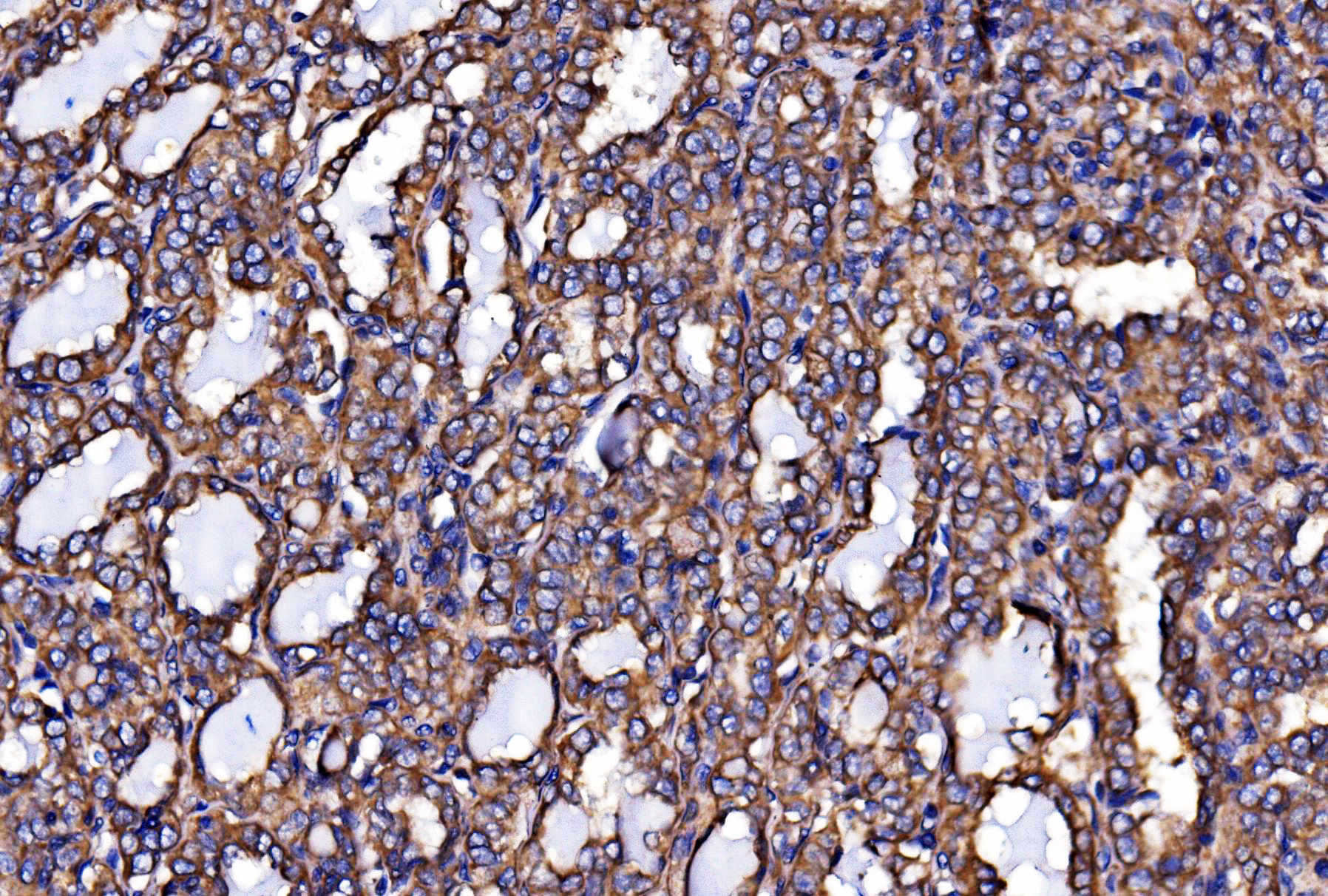 博士德生物 BOSTER Biological Technology co.ltd | 1993-2025