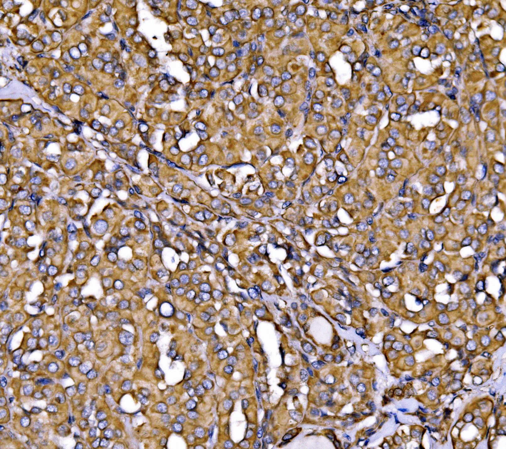 博士德生物 BOSTER Biological Technology co.ltd | 1993-2025