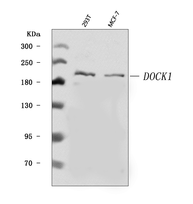 博士德生物 BOSTER Biological Technology co.ltd | 1993-2025