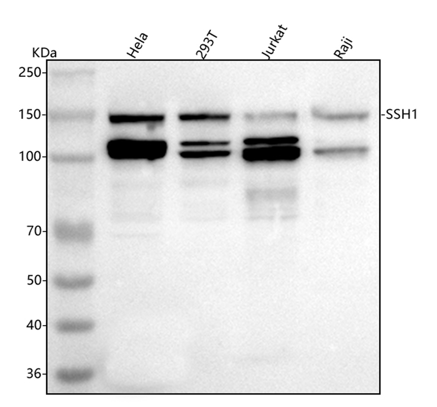 博士德生物 BOSTER Biological Technology co.ltd | 1993-2025