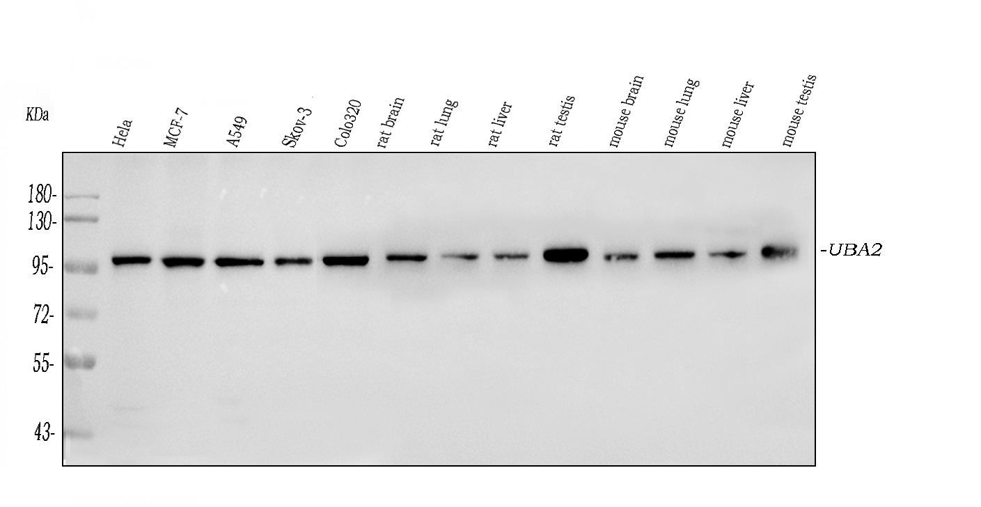 博士德生物 BOSTER Biological Technology co.ltd | 1993-2025