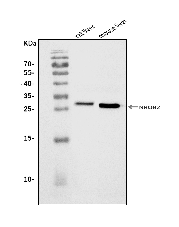 博士德生物 BOSTER Biological Technology co.ltd | 1993-2025