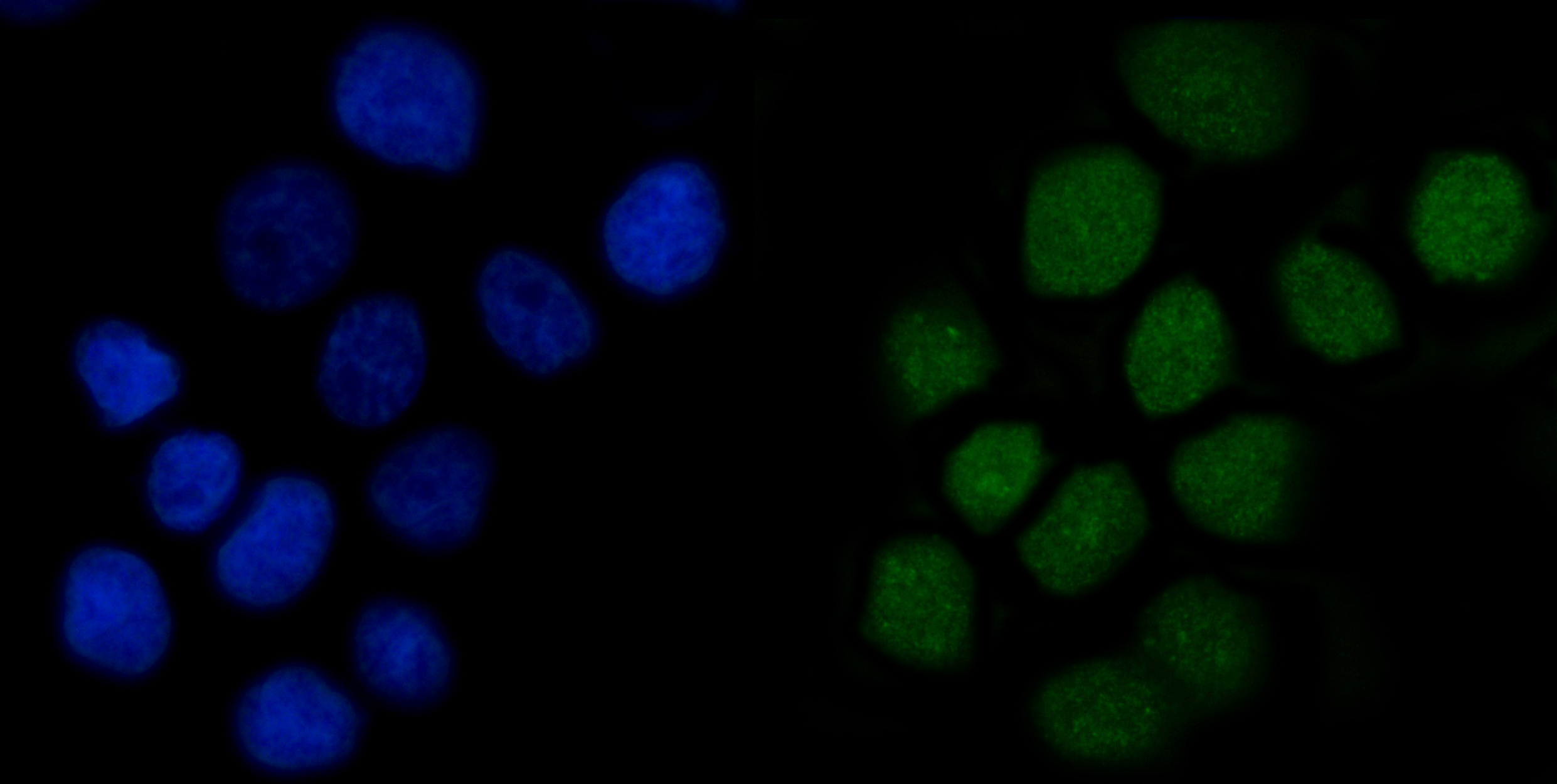 博士德生物 BOSTER Biological Technology co.ltd | 1993-2024