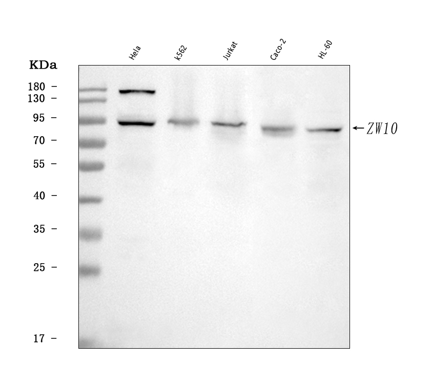 博士德生物 BOSTER Biological Technology co.ltd | 1993-2025