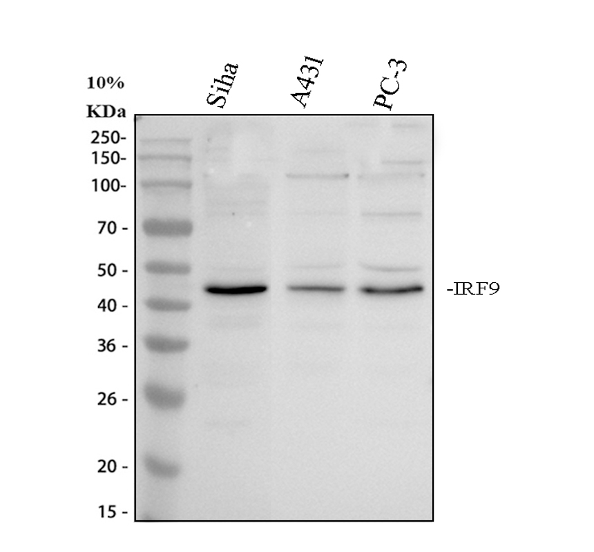 博士德生物 BOSTER Biological Technology co.ltd | 1993-2025