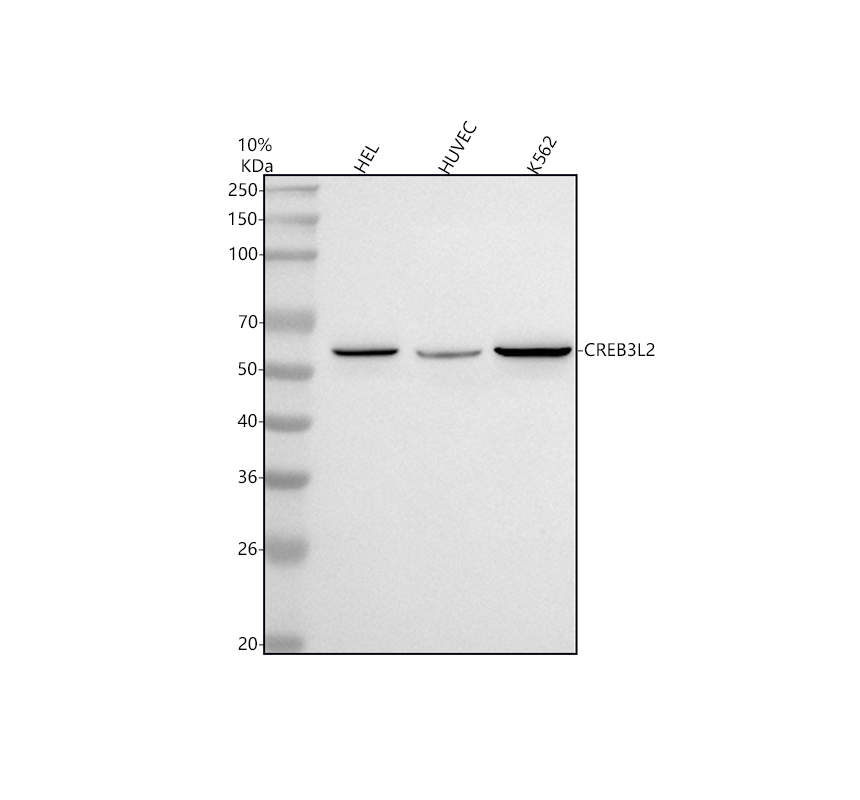 博士德生物 BOSTER Biological Technology co.ltd | 1993-2025