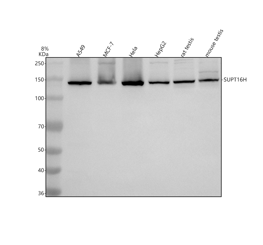 博士德生物 BOSTER Biological Technology co.ltd | 1993-2025
