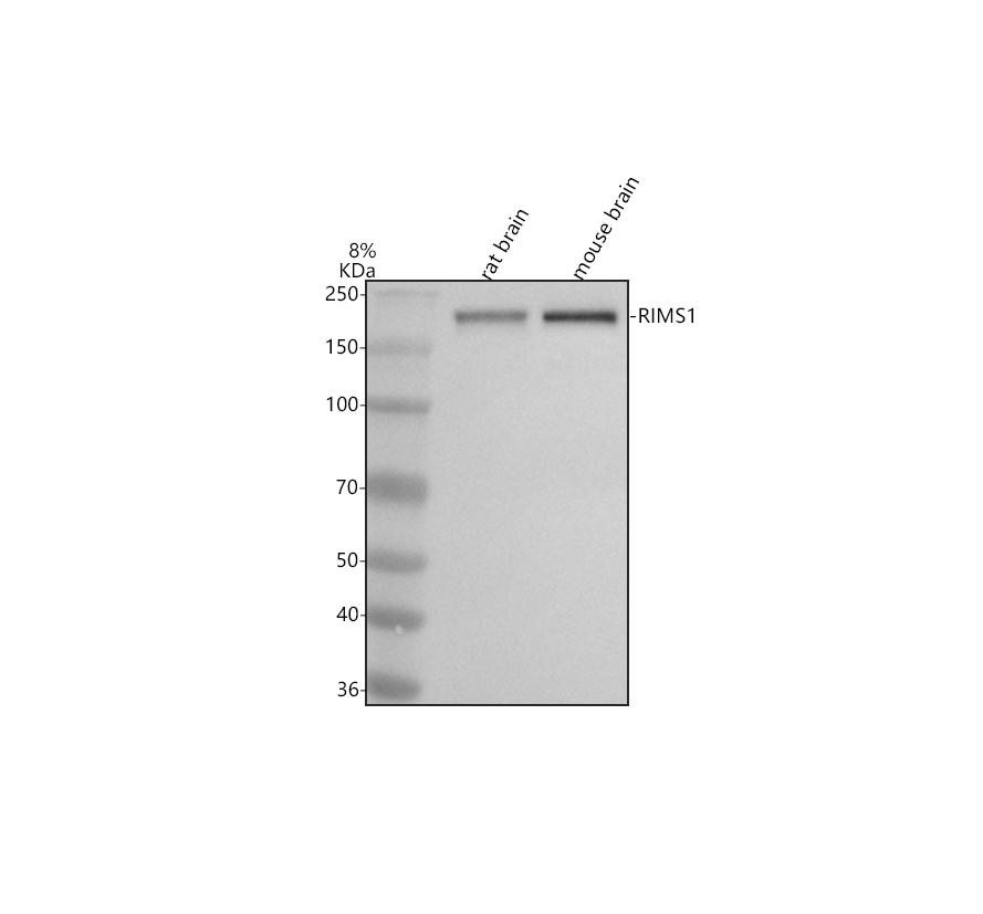 博士德生物 BOSTER Biological Technology co.ltd | 1993-2025