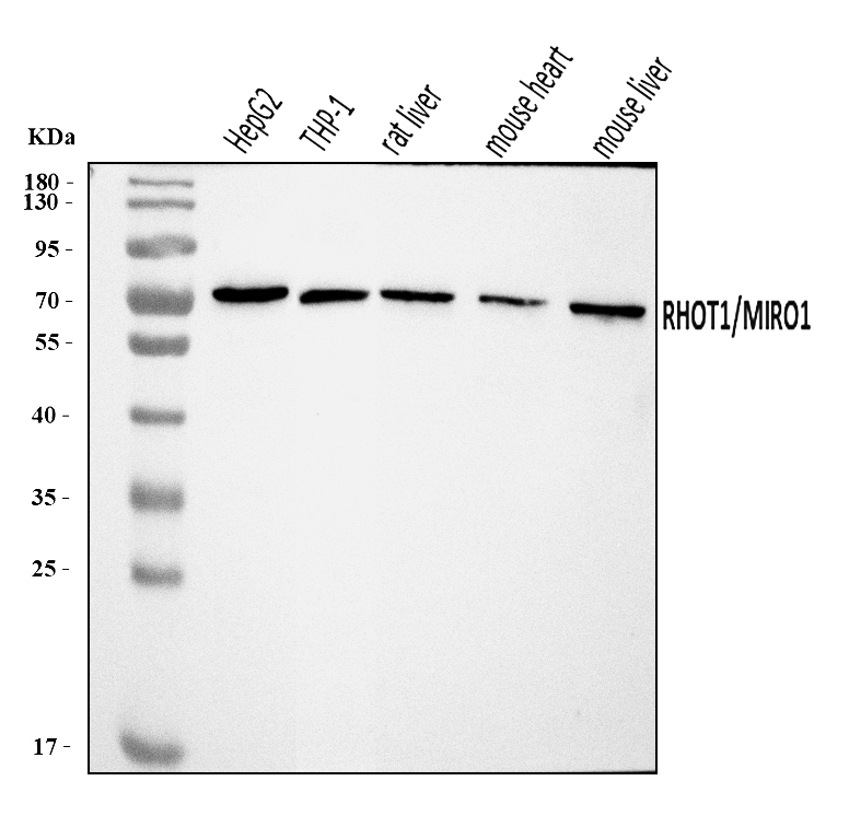博士德生物 BOSTER Biological Technology co.ltd | 1993-2025