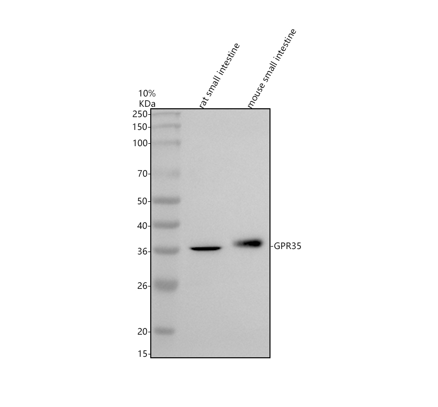 博士德生物 BOSTER Biological Technology co.ltd | 1993-2025