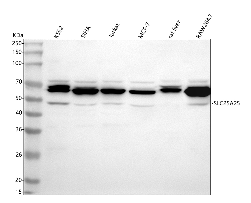 博士德生物 BOSTER Biological Technology co.ltd | 1993-2025