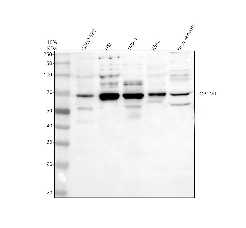 博士德生物 BOSTER Biological Technology co.ltd | 1993-2025