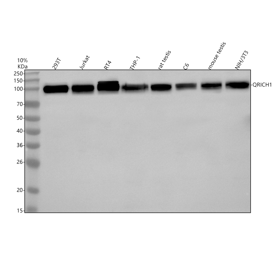 博士德生物 BOSTER Biological Technology co.ltd | 1993-2025