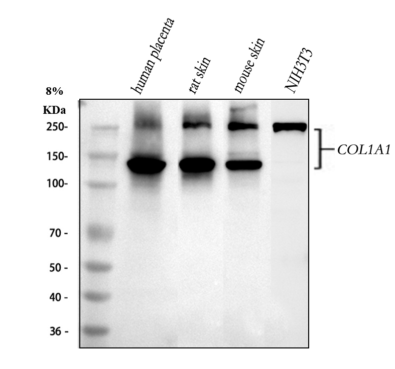博士德生物 BOSTER Biological Technology co.ltd | 1993-2024