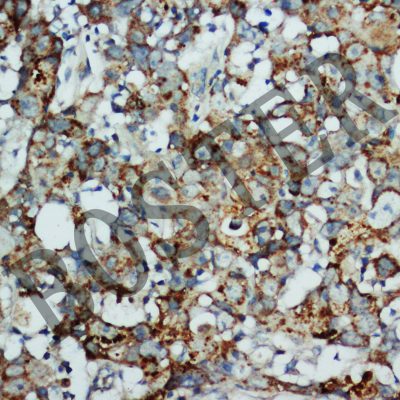 博士德生物 BOSTER Biological Technology co.ltd | 1993-2025