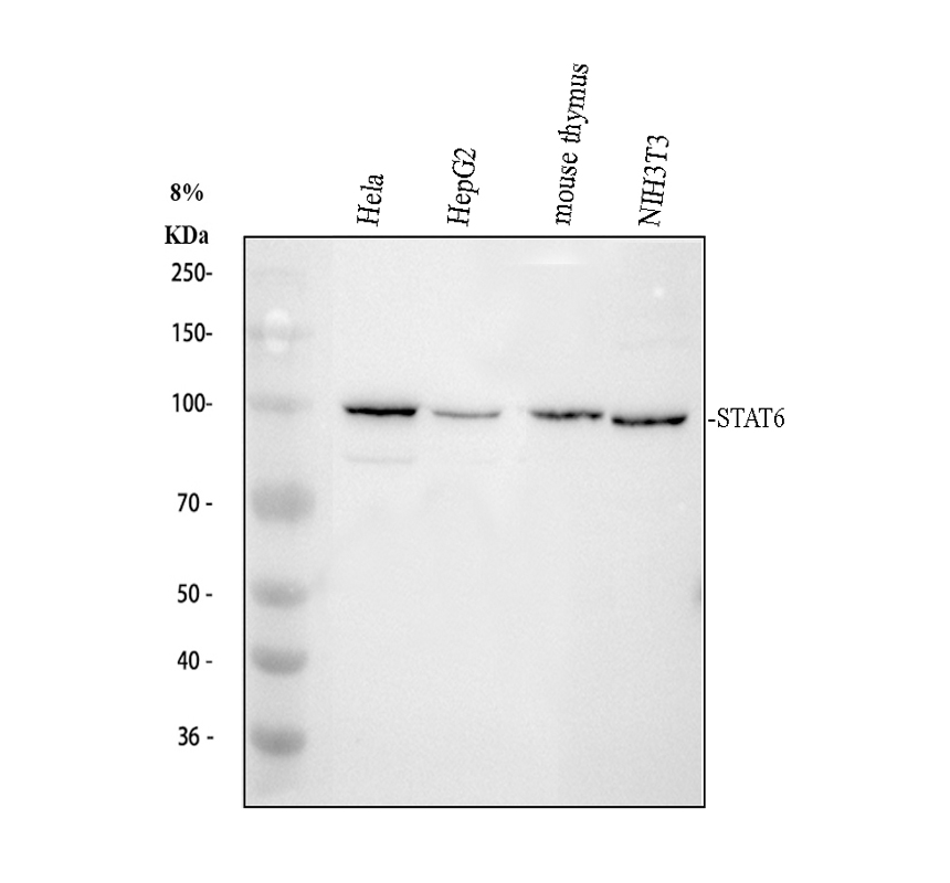 博士德生物 BOSTER Biological Technology co.ltd | 1993-2025