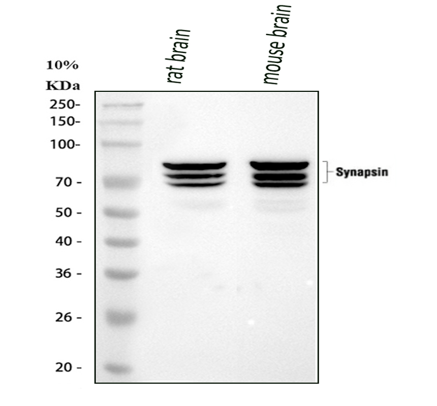 博士德生物 BOSTER Biological Technology co.ltd | 1993-2025