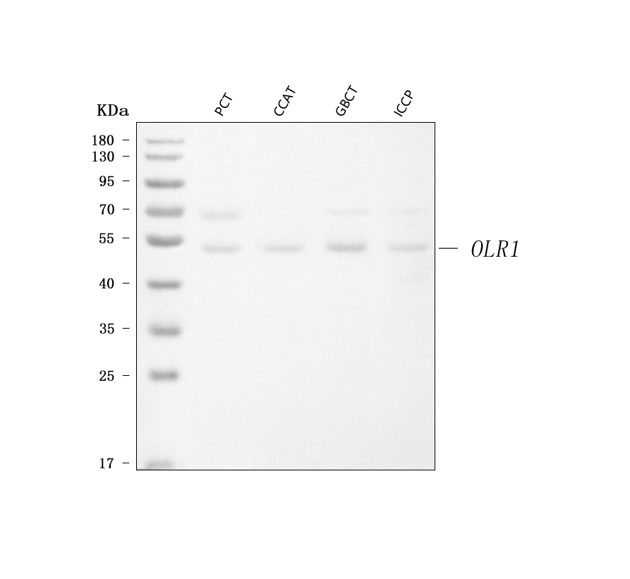 博士德生物 BOSTER Biological Technology co.ltd | 1993-2025